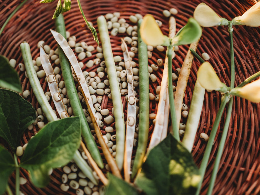 Lady Cowpea - Thresh Seed Co.