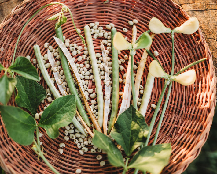 Lady Cowpea - Thresh Seed Co.
