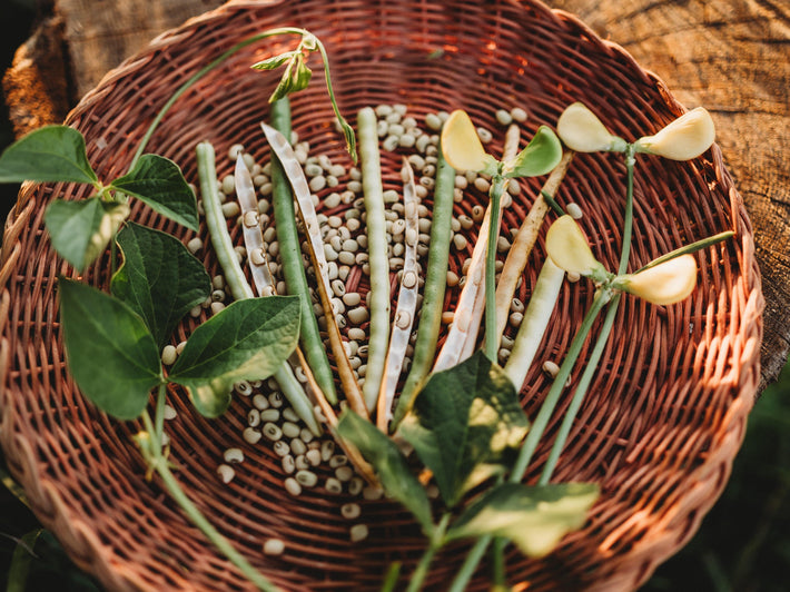 Lady Cowpea - Thresh Seed Co.