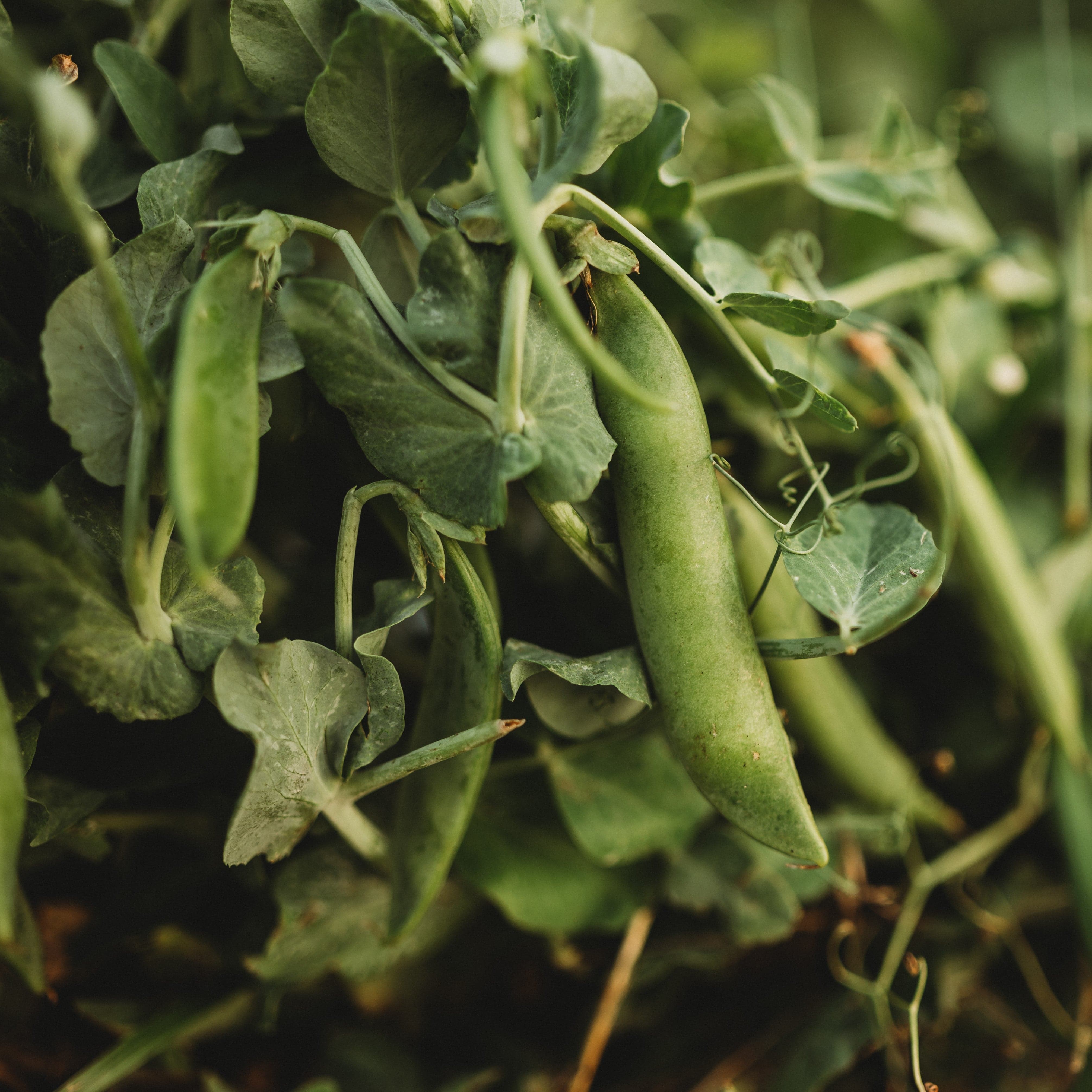 Heirloom Pea Seeds – Thresh Seed Co.