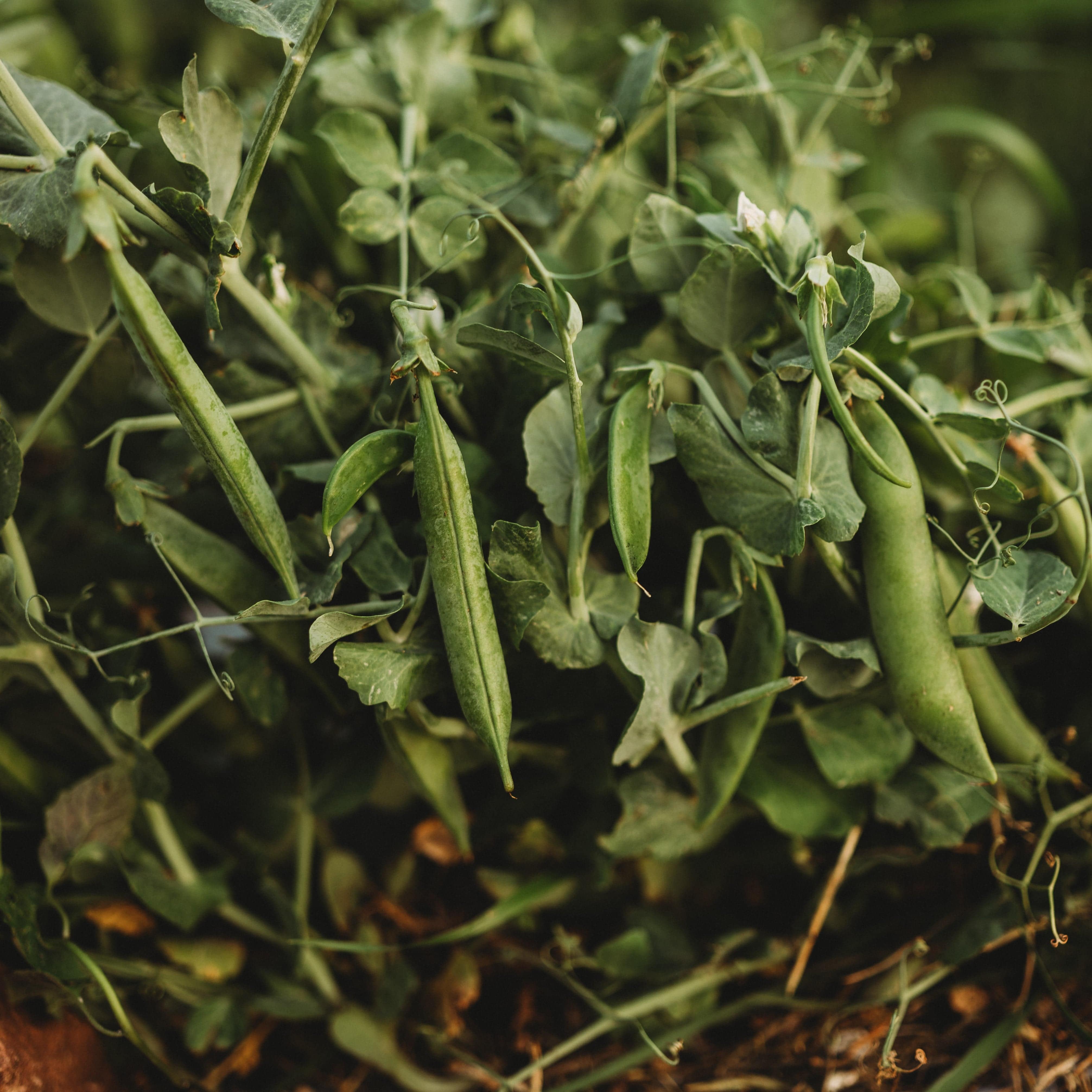 Heirloom Pea Seeds – Thresh Seed Co.