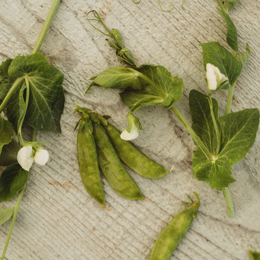 Mammoth Melting Snow Pea - Thresh Seed Co.