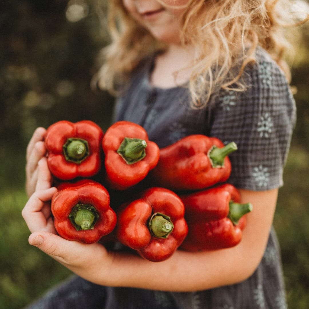 Marconi Red Sweet Pepper - Thresh Seed Co.