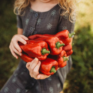 Surmeli Turkish Sweet Pepper Seeds- Thresh Seed Co.