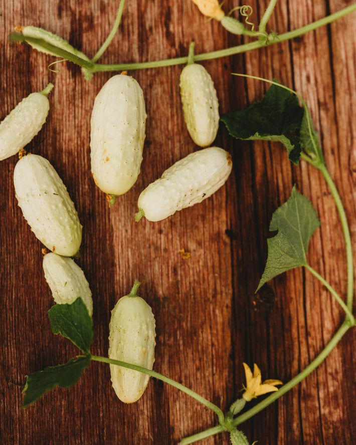 Miniature White Cucumber - Thresh Seed Co.