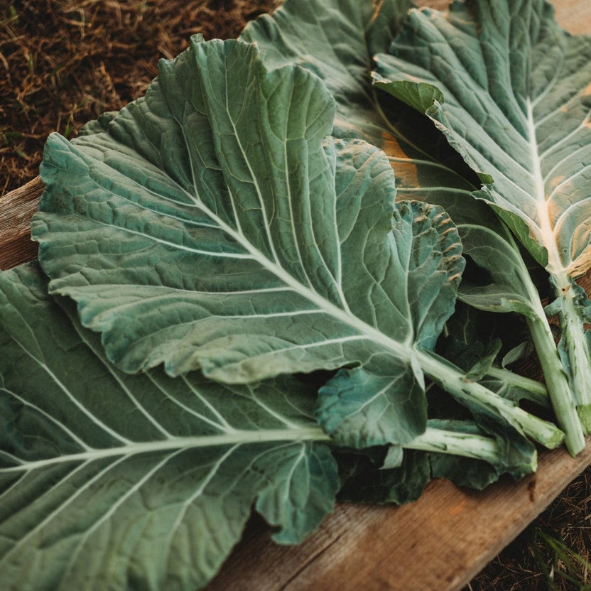 Morris Heading Collards - Thresh Seed Co.