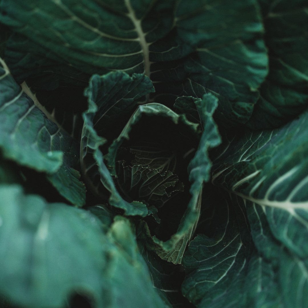 Morris Heading Collards - Thresh Seed Co.