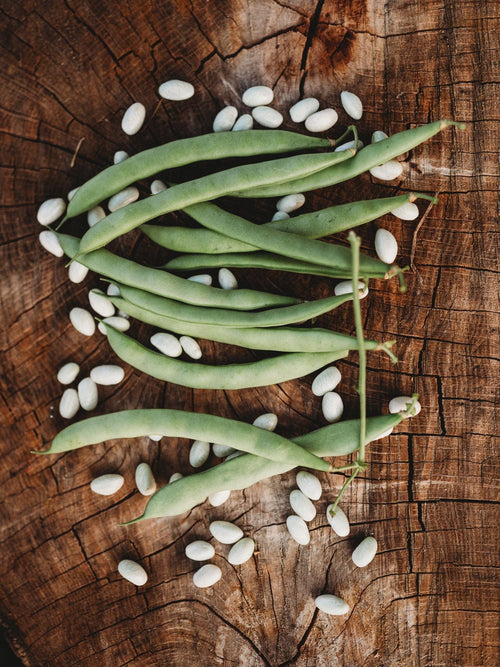 Mountaineer White Half-Runner Bean - Thresh Seed Co.