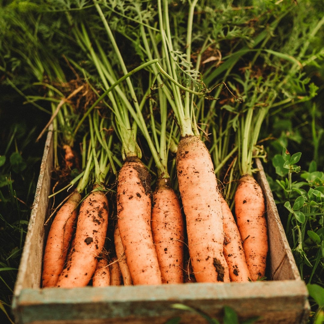 Heirloom Carrot Seeds – Thresh Seed Co.