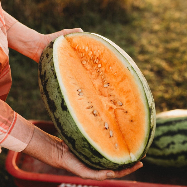Heirloom Watermelon Varieties - Thresh Seed Co.