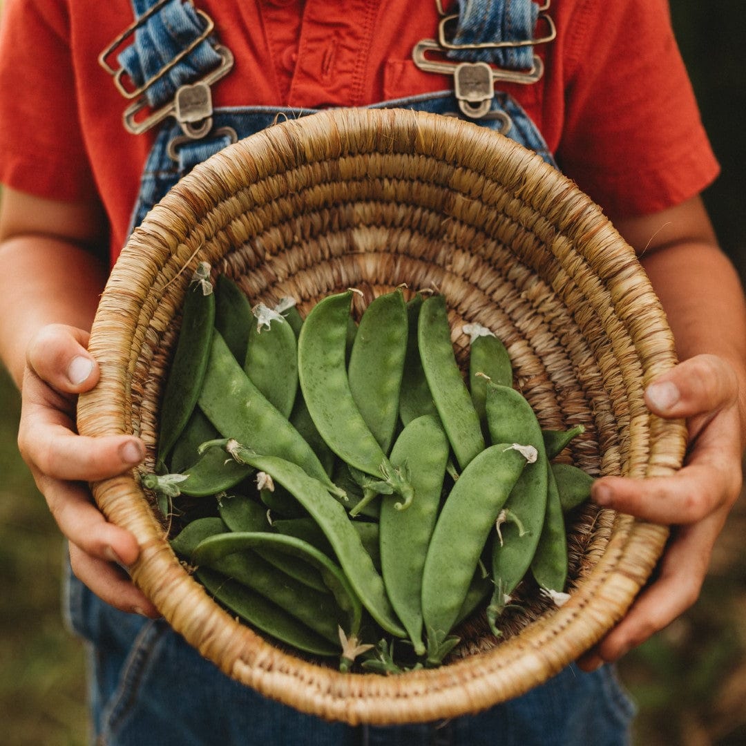 Yellow Indian Woman Shelling Bean - Thresh Seed Co.