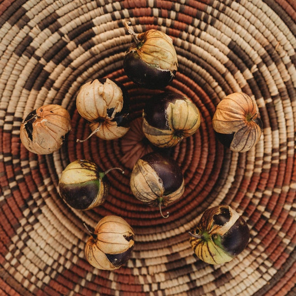 Purple Coban Tomatillo - Thresh Seed Co.