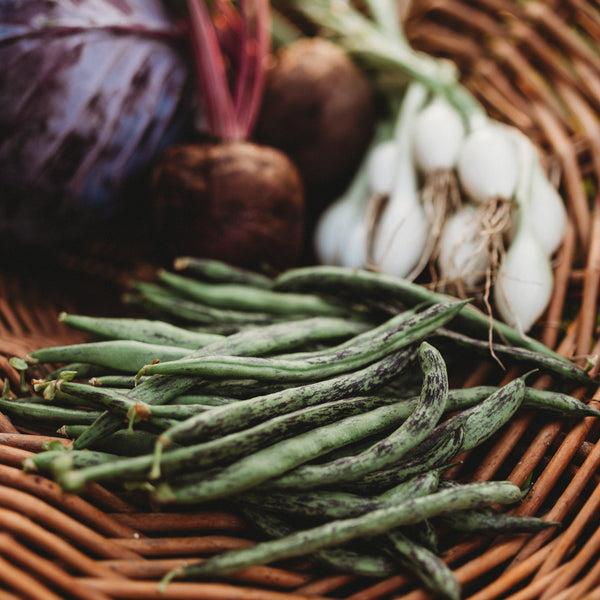 Heirloom Bean Seeds- Thresh Seed Co.