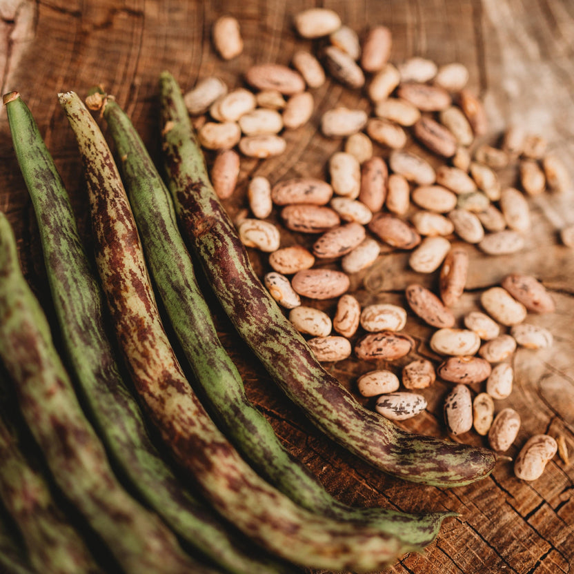 Rattlesnake Bean - Thresh Seed Co.