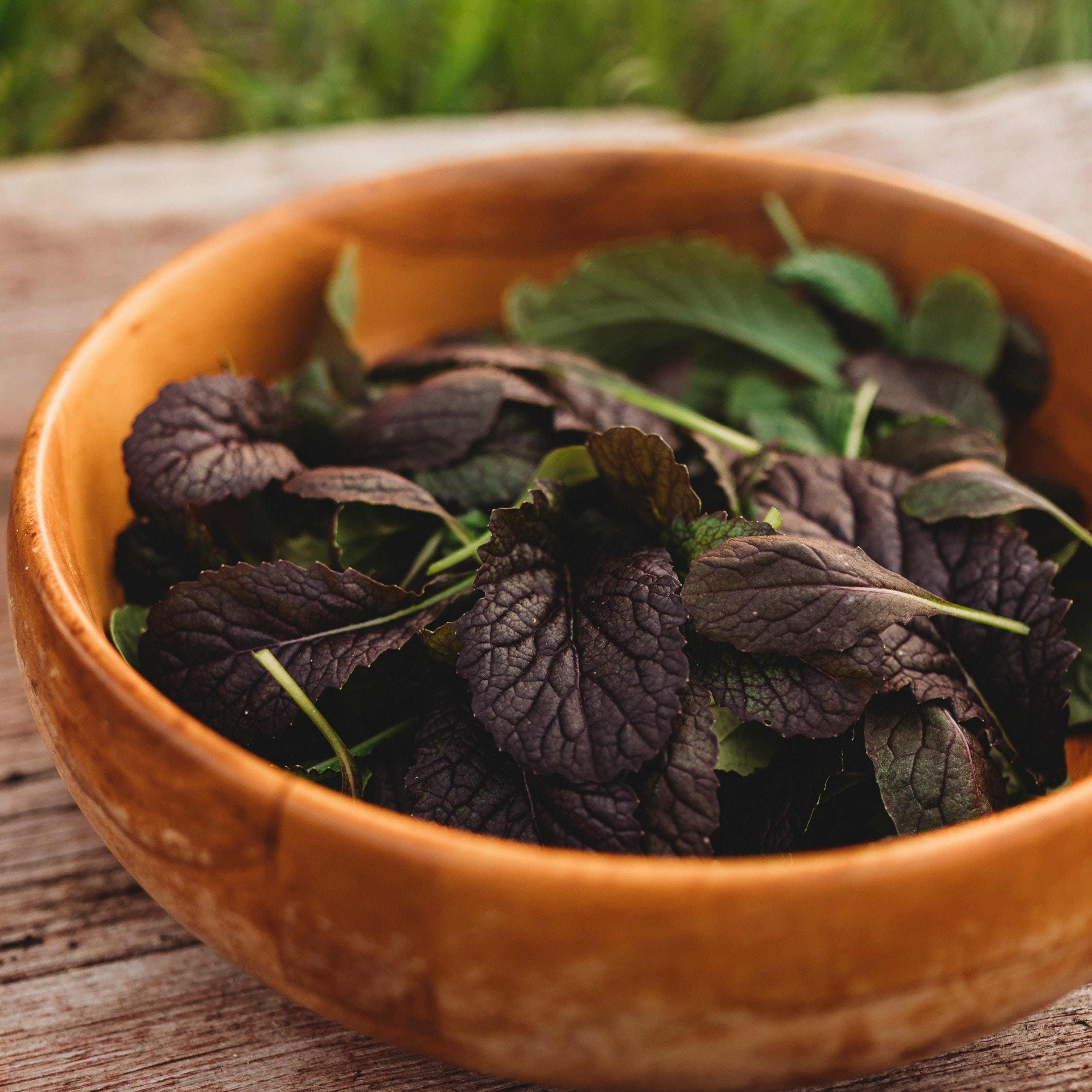 Red Giant Mustard - Thresh Seed Co.