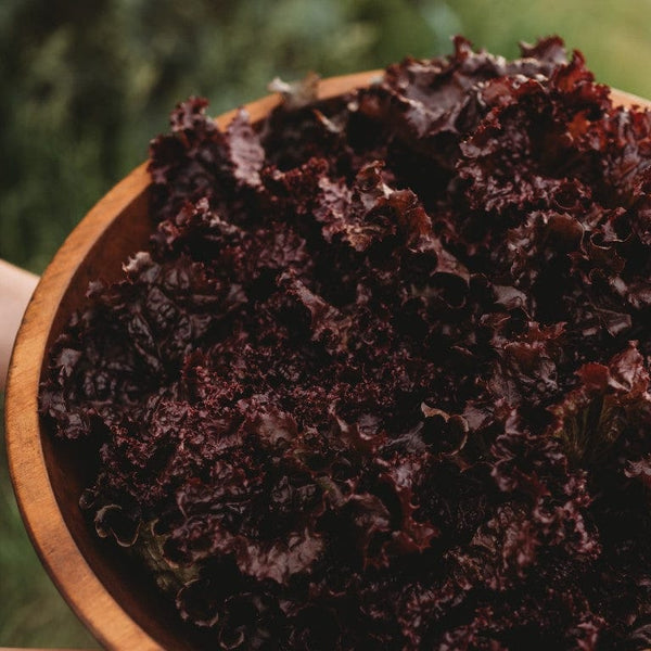 Red Velvet Leaf Lettuce – Thresh Seed Co.