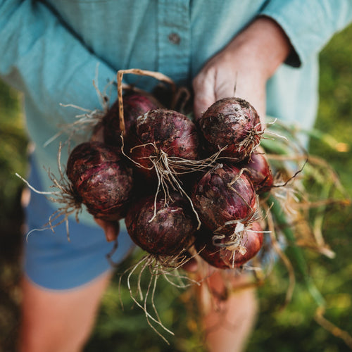 Red Wethersfield Onion - Thresh Seed Co.