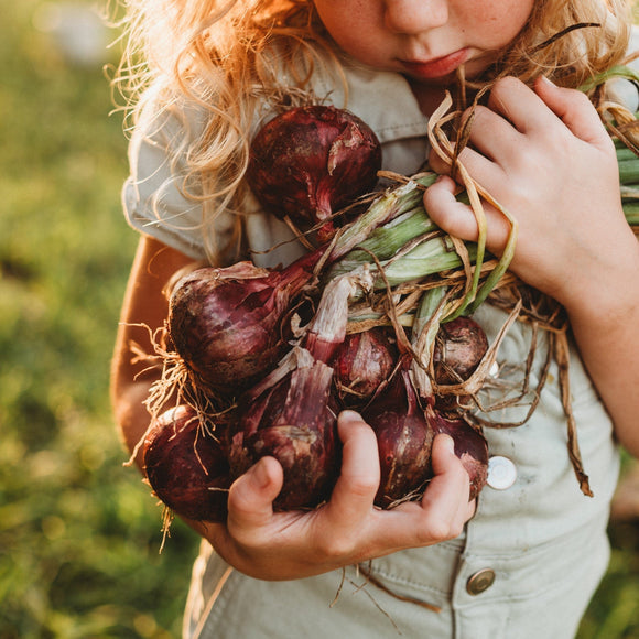 Red Wethersfield Onion - Thresh Seed Co.