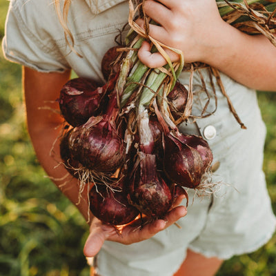 Red Wethersfield Onion - Thresh Seed Co.