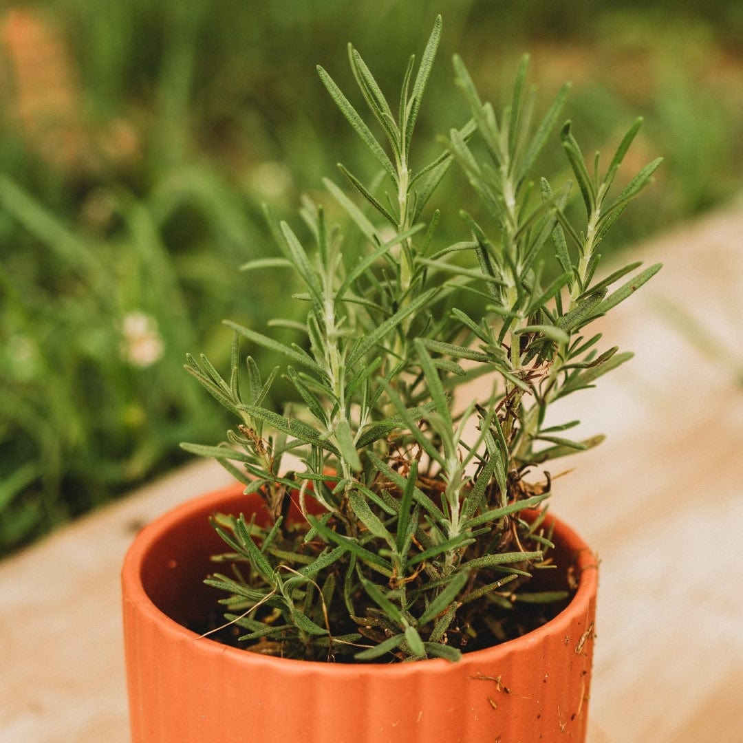 Rosemary - Thresh Seed Co.