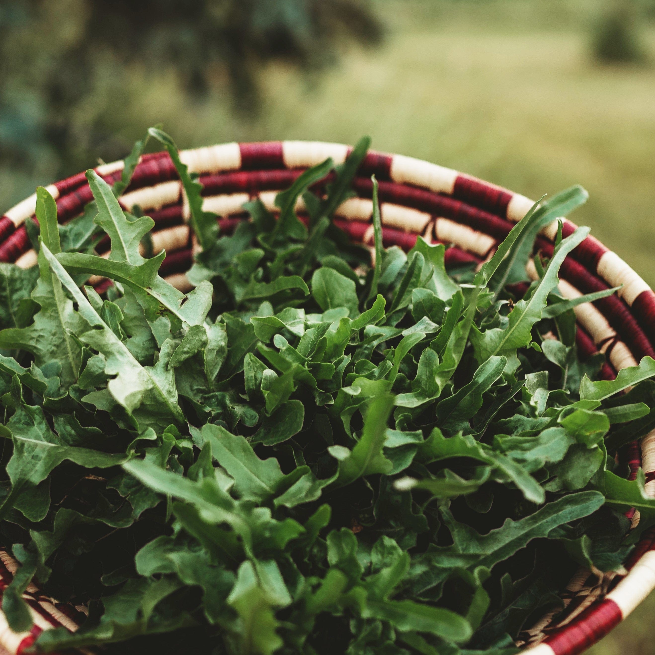Heirloom Lettuce Seeds - Leafy, Butterhead, and Romaine Lettuce ...