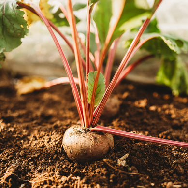 Ruby Queen Beet - Thresh Seed Co.