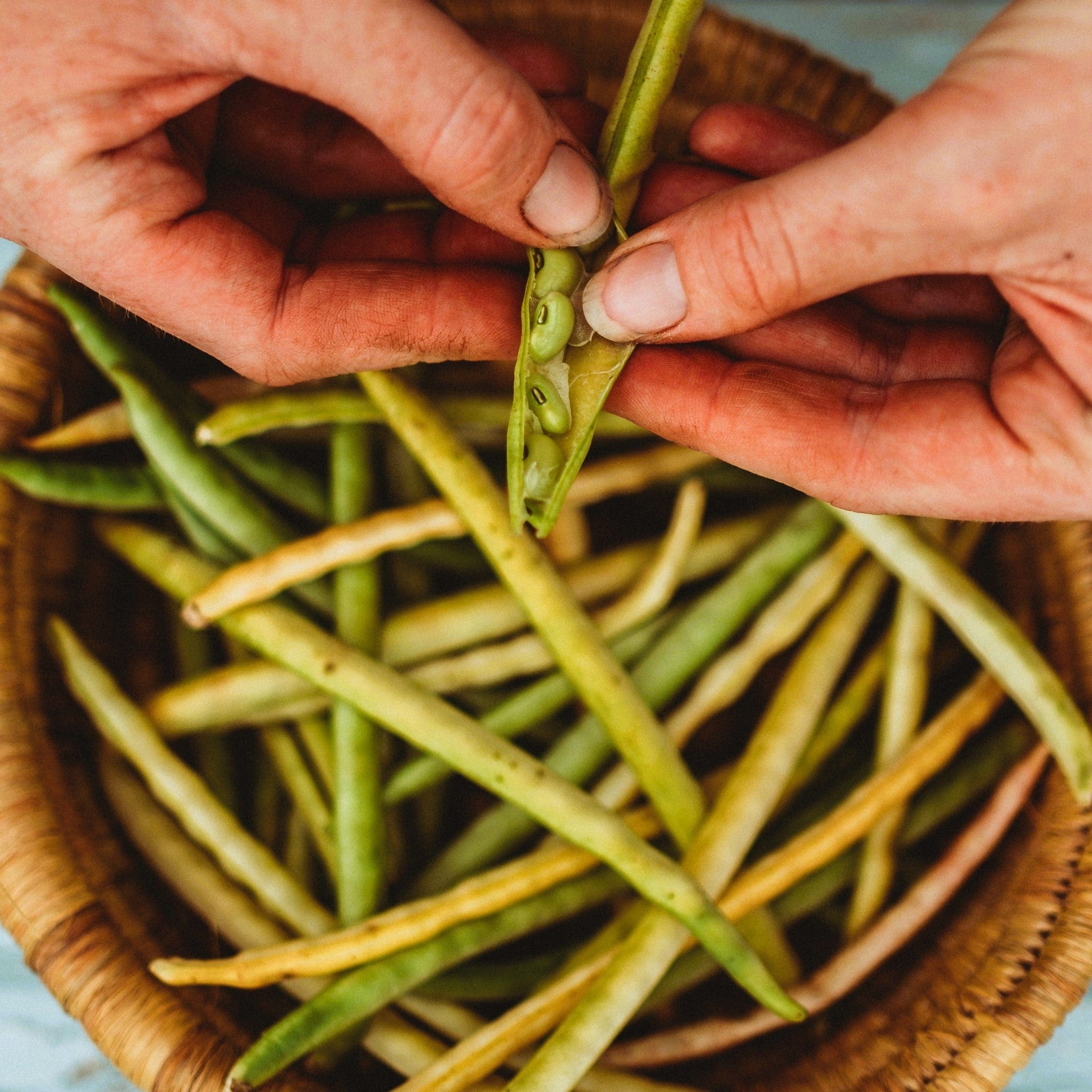 Sadandy (Sa Dandy) Southern Pea - Thresh Seed Co.