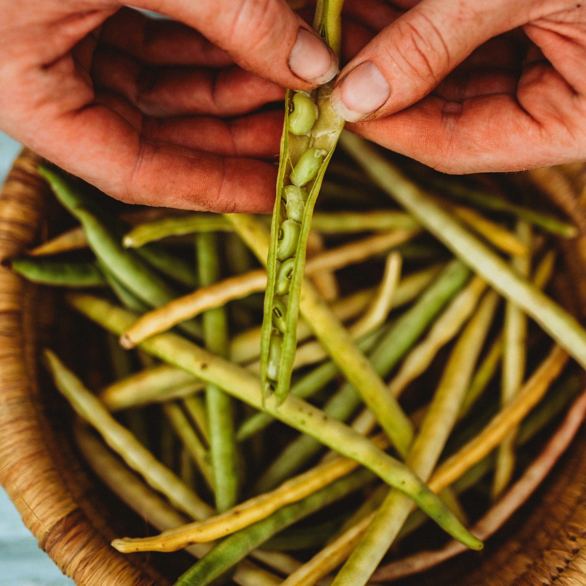 Sadandy (Sa Dandy) Southern Pea - Thresh Seed Co.