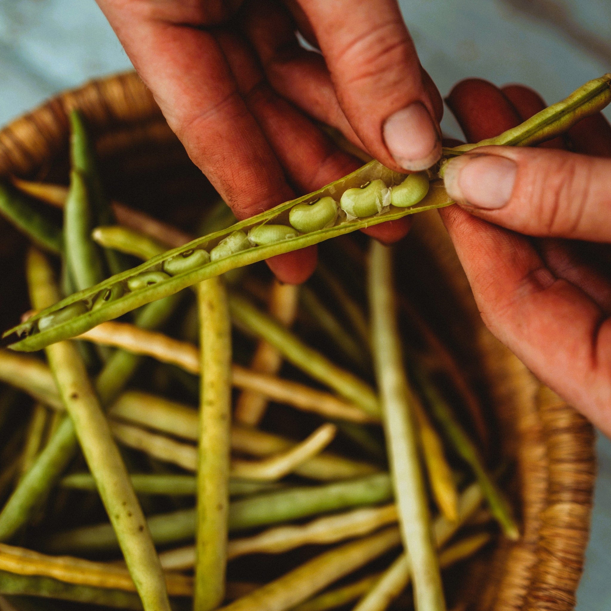 Sadandy (Sa Dandy) Southern Pea - Thresh Seed Co.