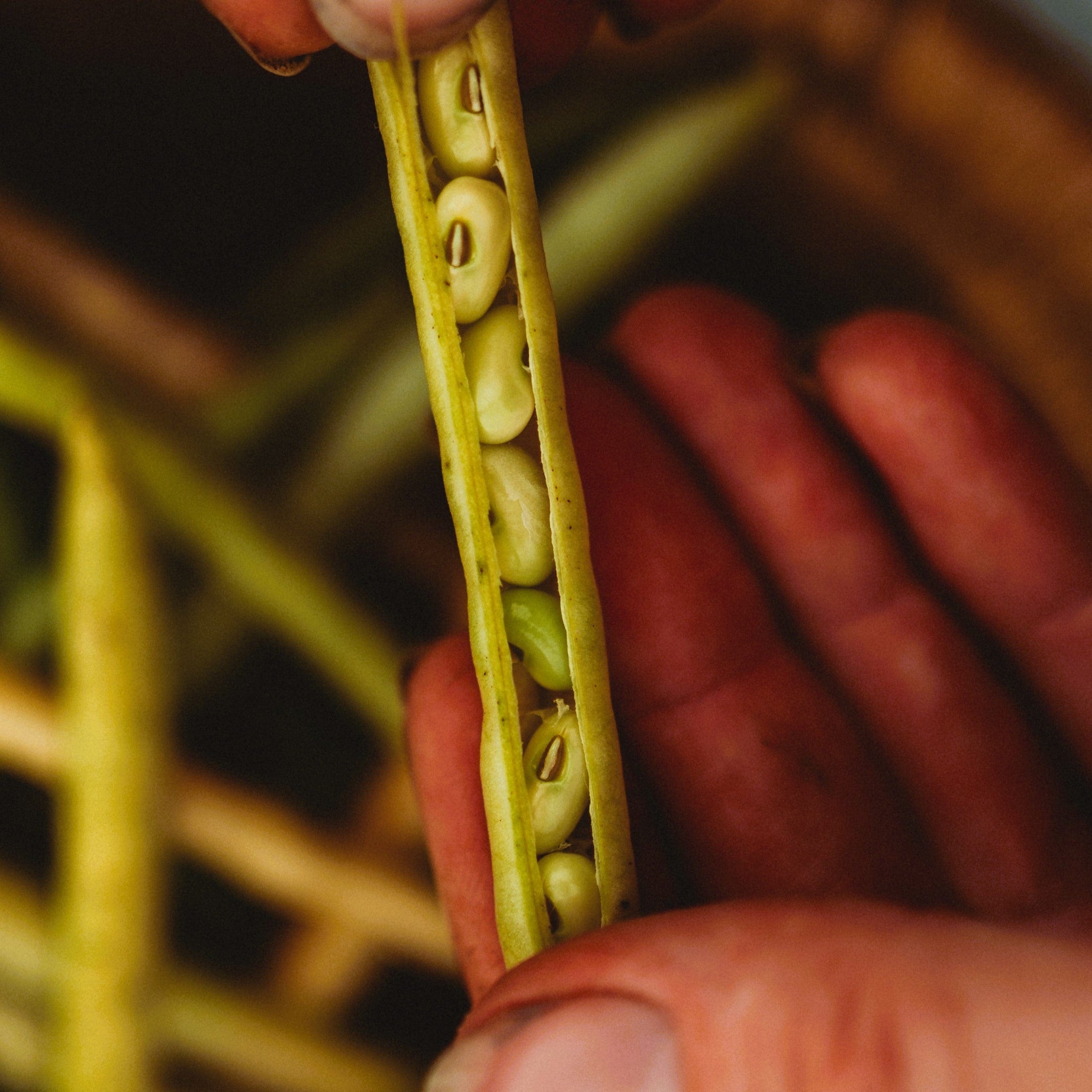 Sadandy (Sa Dandy) Southern Pea - Thresh Seed Co.