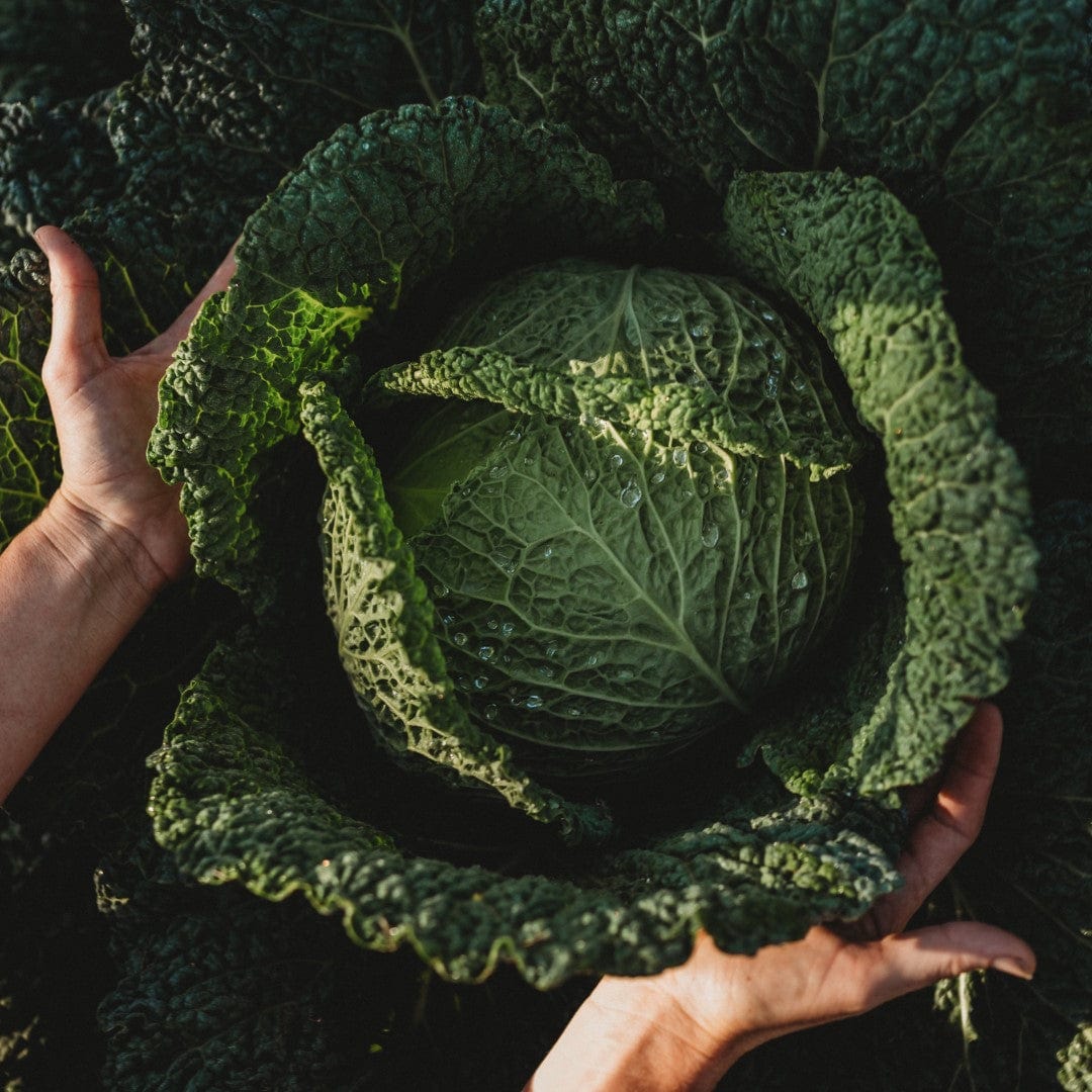 Secrets to Growing Colossal Cabbages- Thresh Seed Co.