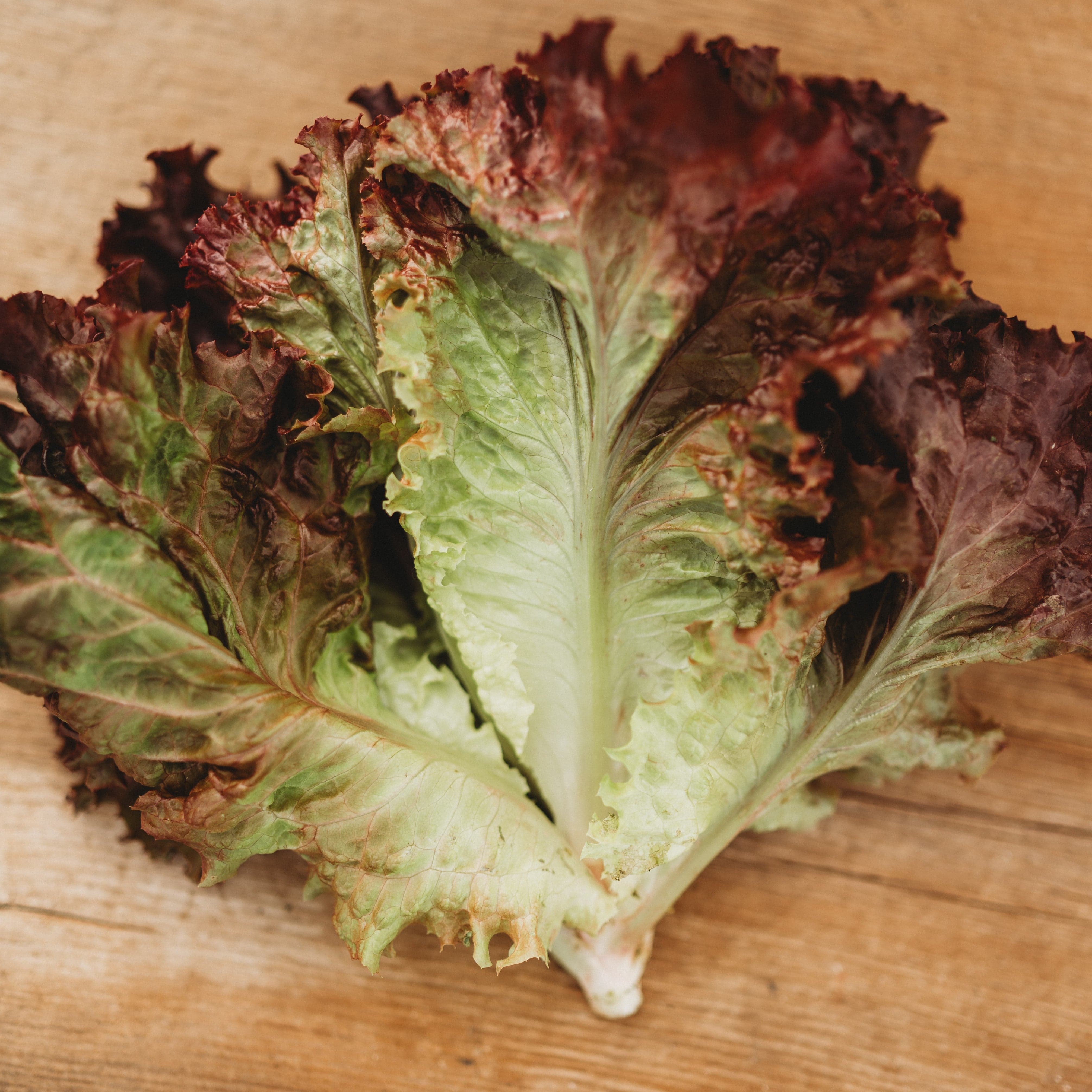 Heirloom Lettuce Seeds - Leafy, Butterhead, and Romaine Lettuce ...