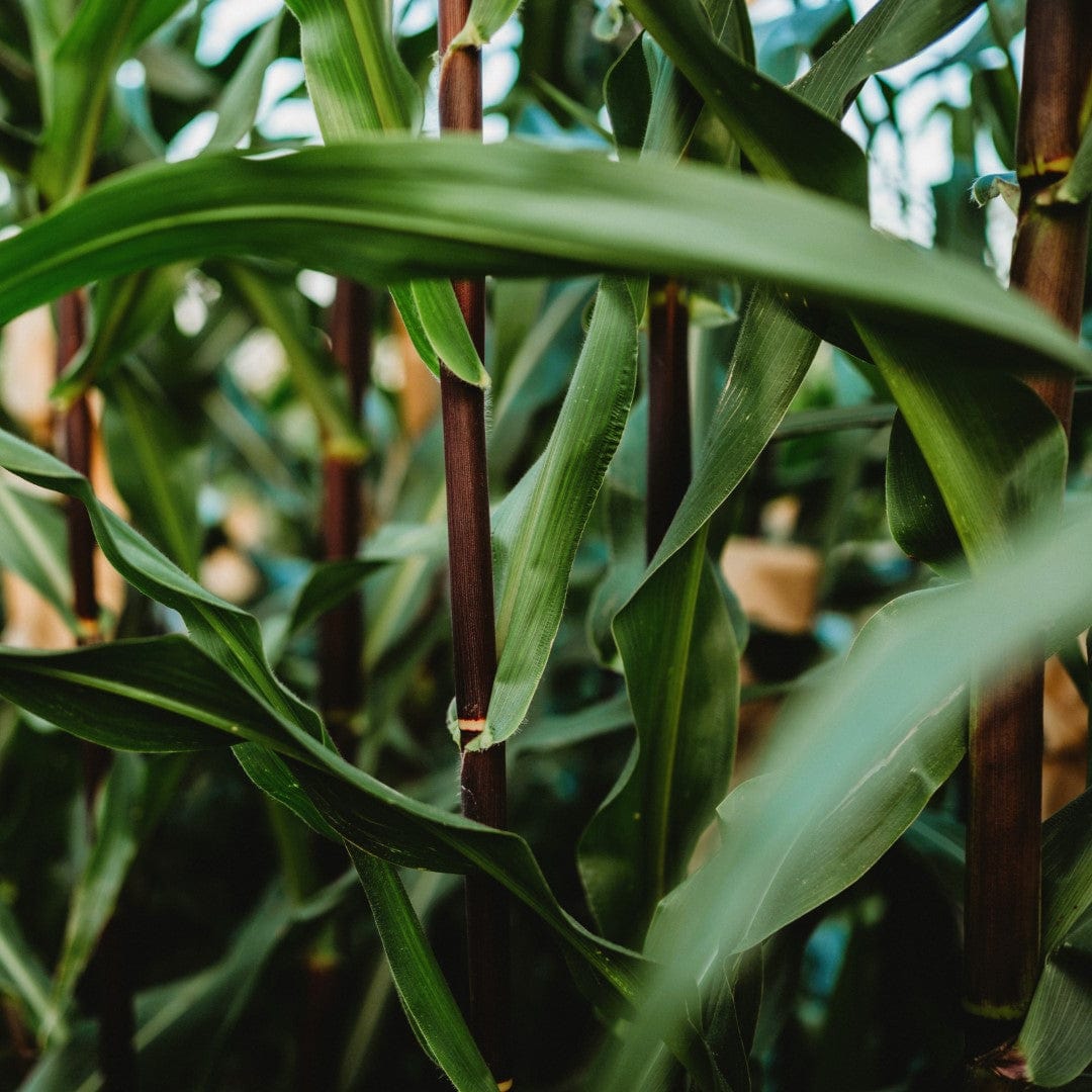 Seneca Red Stalker Corn Seeds - Thresh Seed Co.