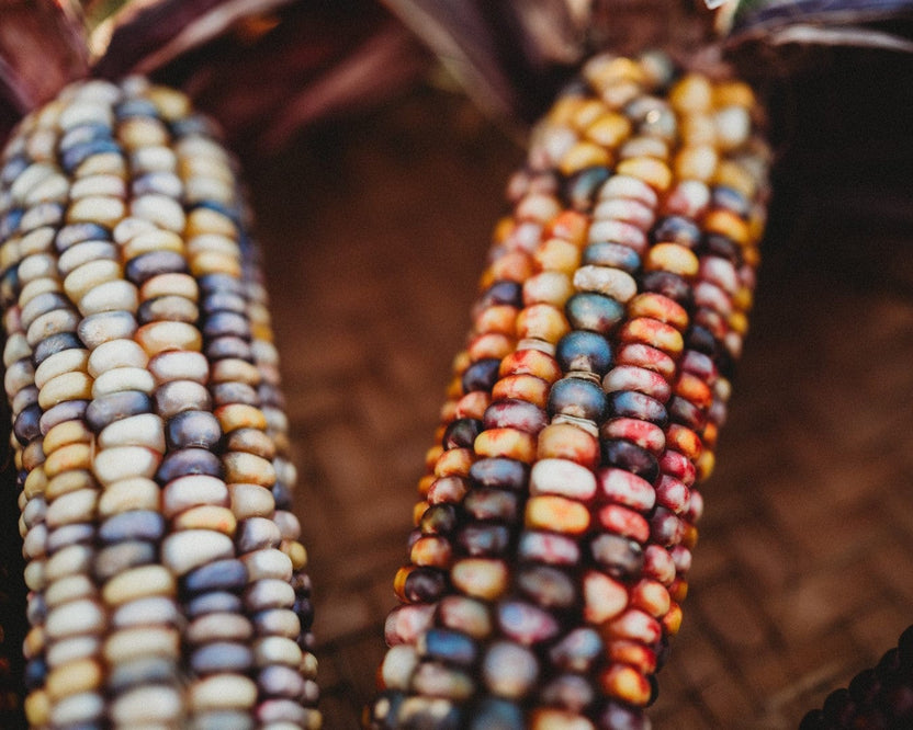 Seneca Red Stalker Corn - Thresh Seed Co.