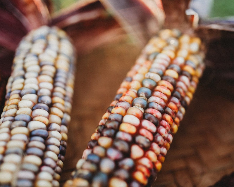 Seneca Red Stalker Corn Seeds - Thresh Seed Co.
