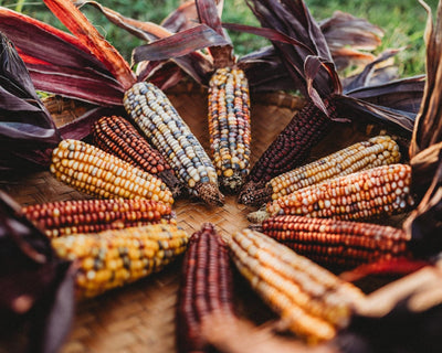 Seneca Red Stalker Corn Seeds - Thresh Seed Co.