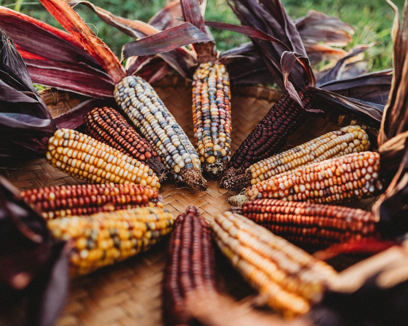 Seneca Red Stalker Corn Seeds - Thresh Seed Co.