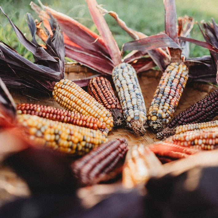 Seneca Red Stalker Corn - Thresh Seed Co.