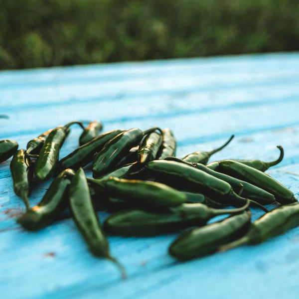 Serrano (Tampiqueno) Mexican Chile Pepper - Thresh Seed Co.