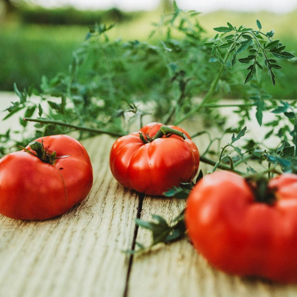Silvery Fir Tree Tomato - Thresh Seed Co.