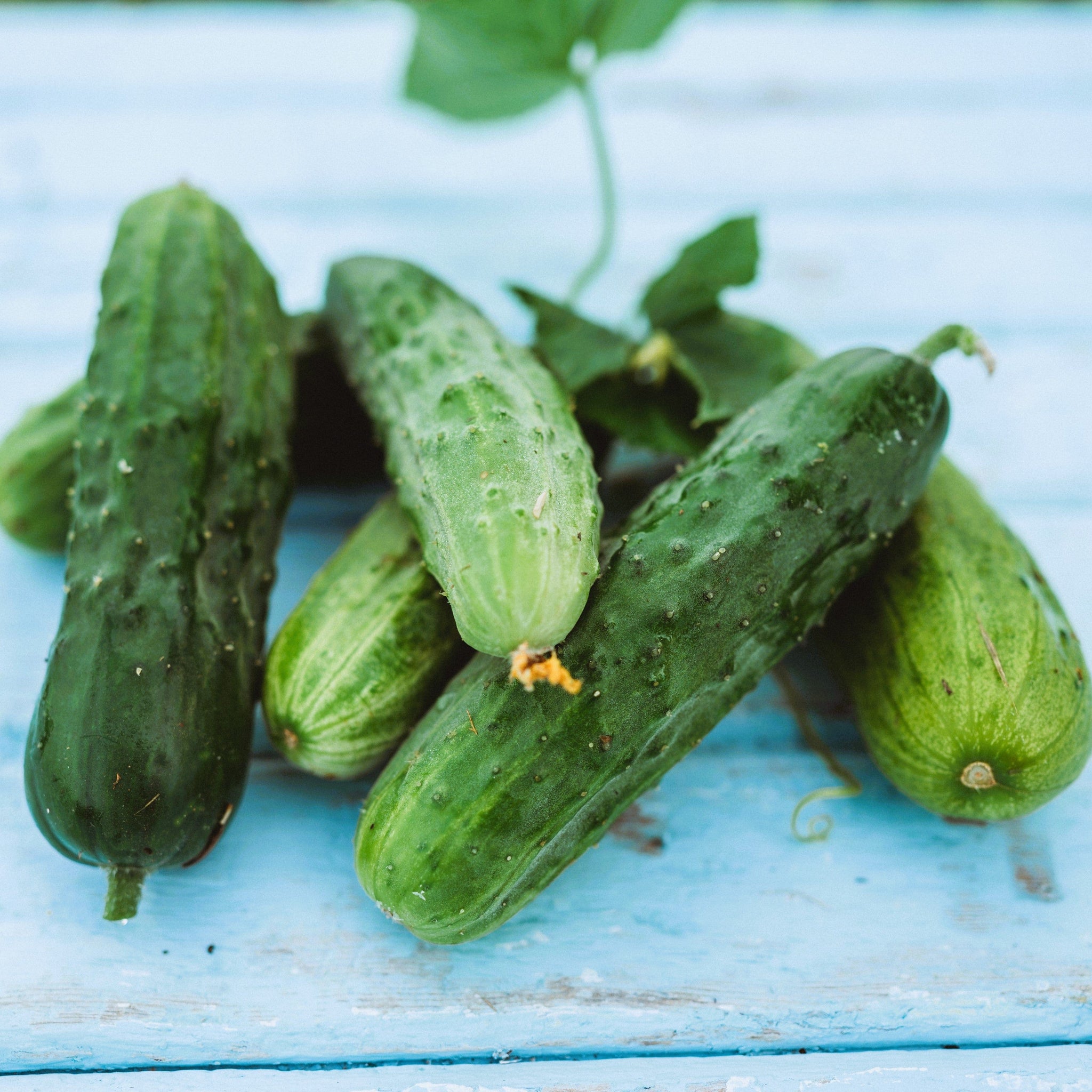 Spacemaster Cucumber - Thresh Seed Co.