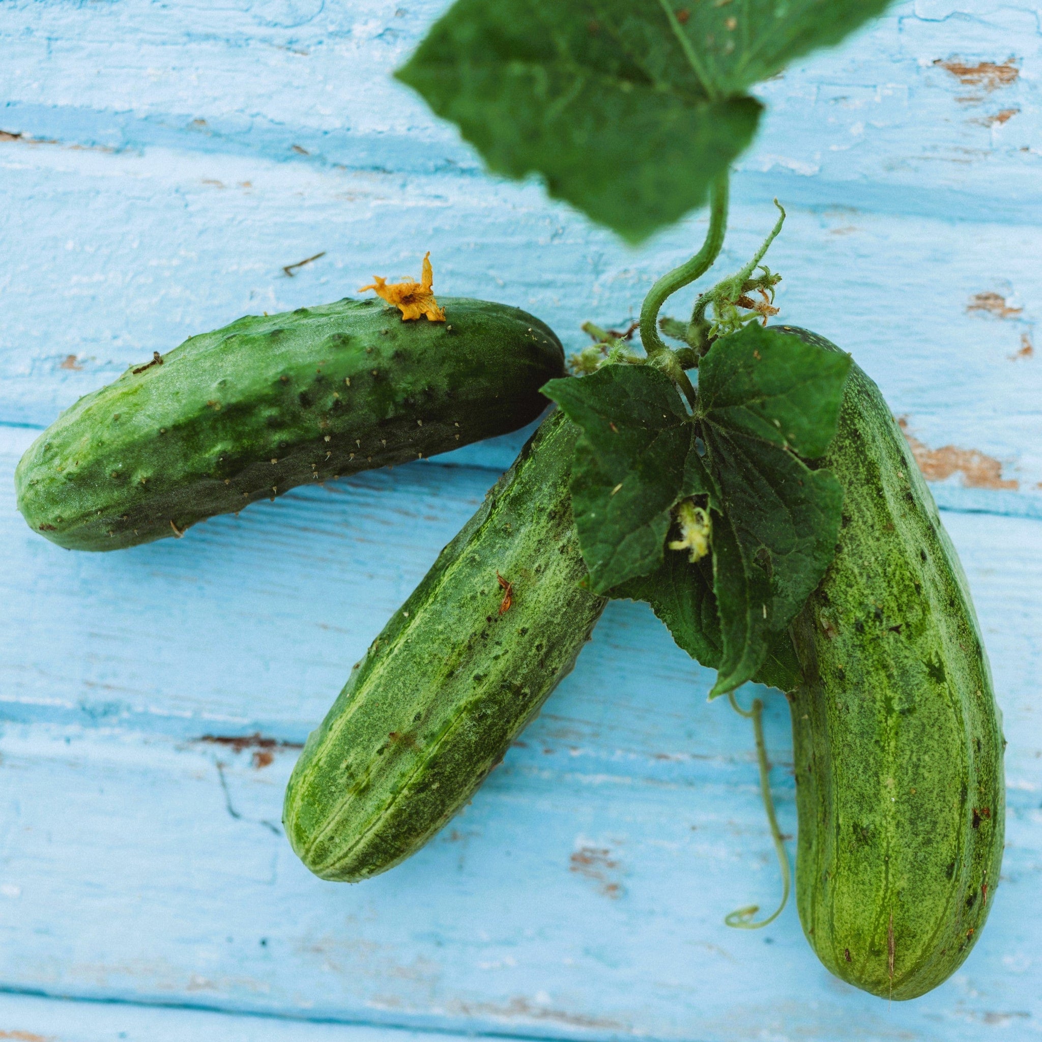 Spacemaster Cucumber - Thresh Seed Co.