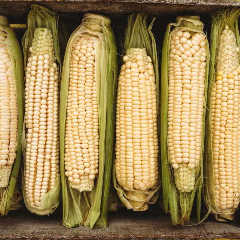 Sweet Corn - Thresh Seed Co.