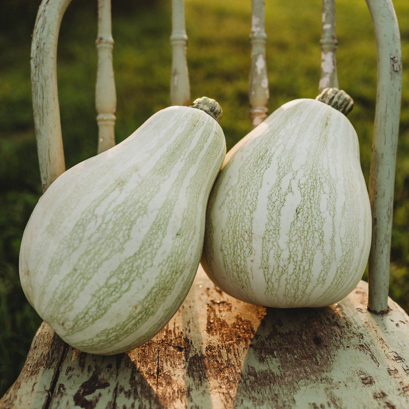 Tennessee Sweet Potato Squash - Thresh Seed Co.