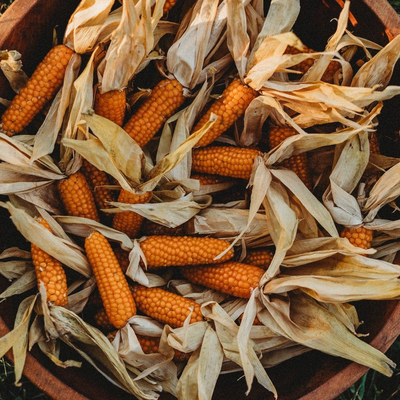 Heirloom Corn Seeds - Thresh Seed Co.
