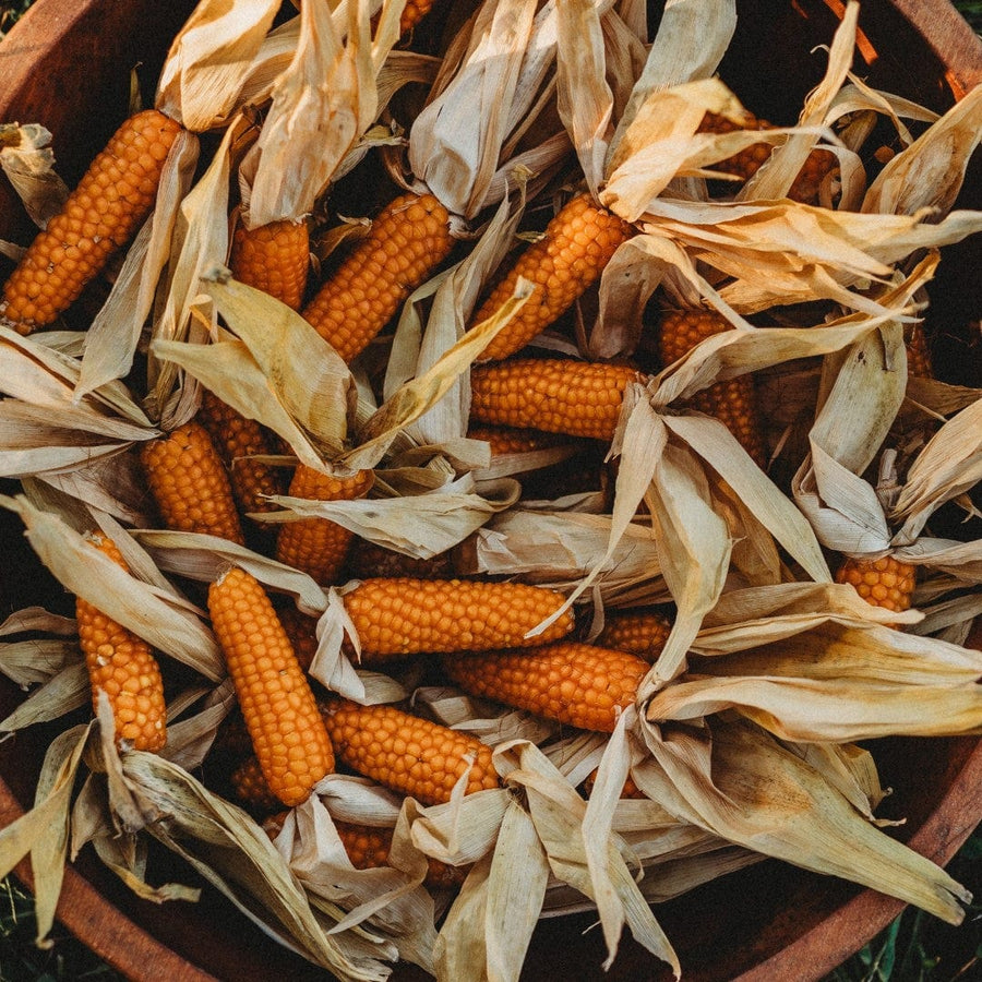 Heirloom Corn Seeds - Thresh Seed Co.