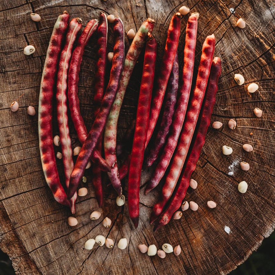 Heirloom Cowpea/ Southern Pea Seeds - Thresh Seed Co.