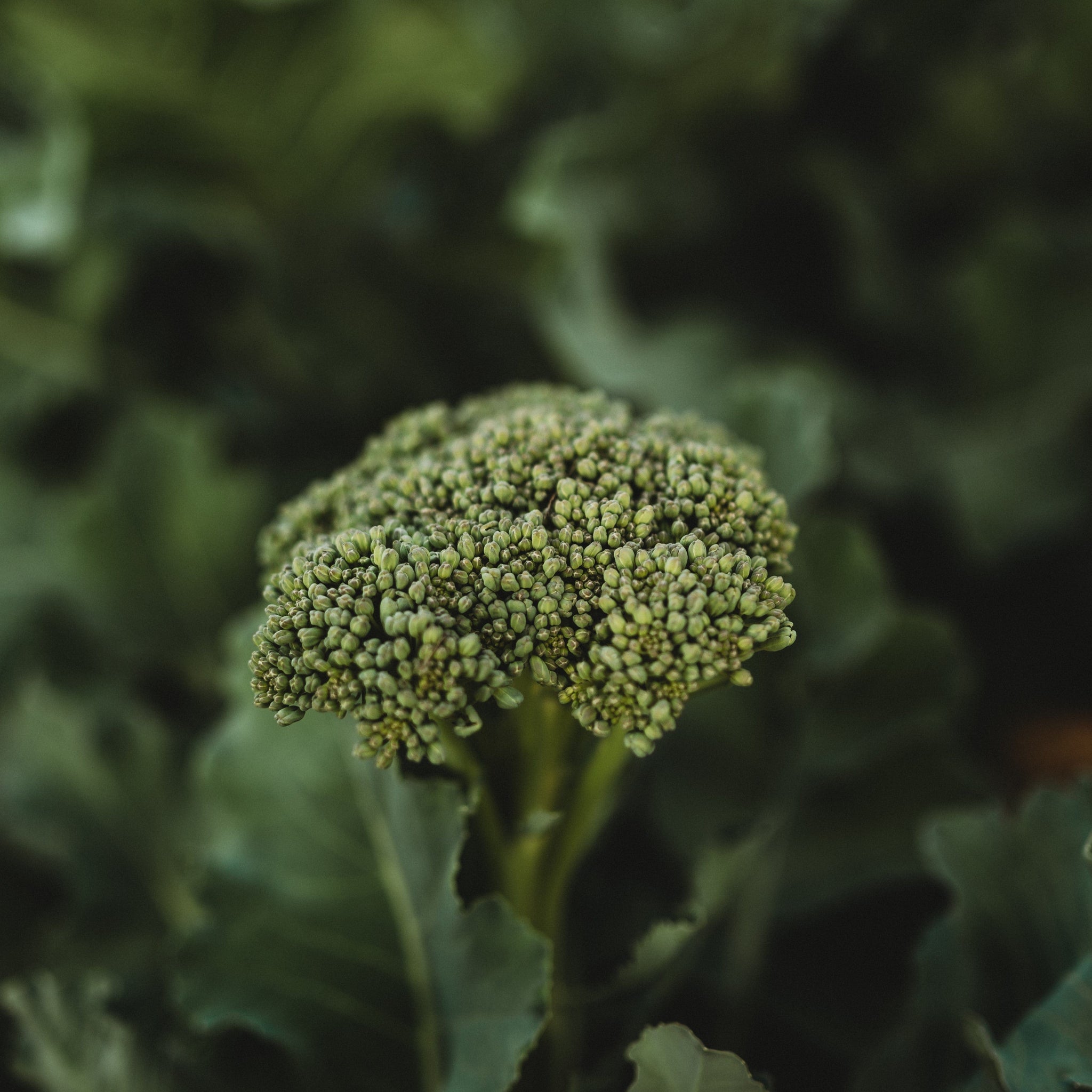 Waltham 29 Broccoli – Thresh Seed Co.