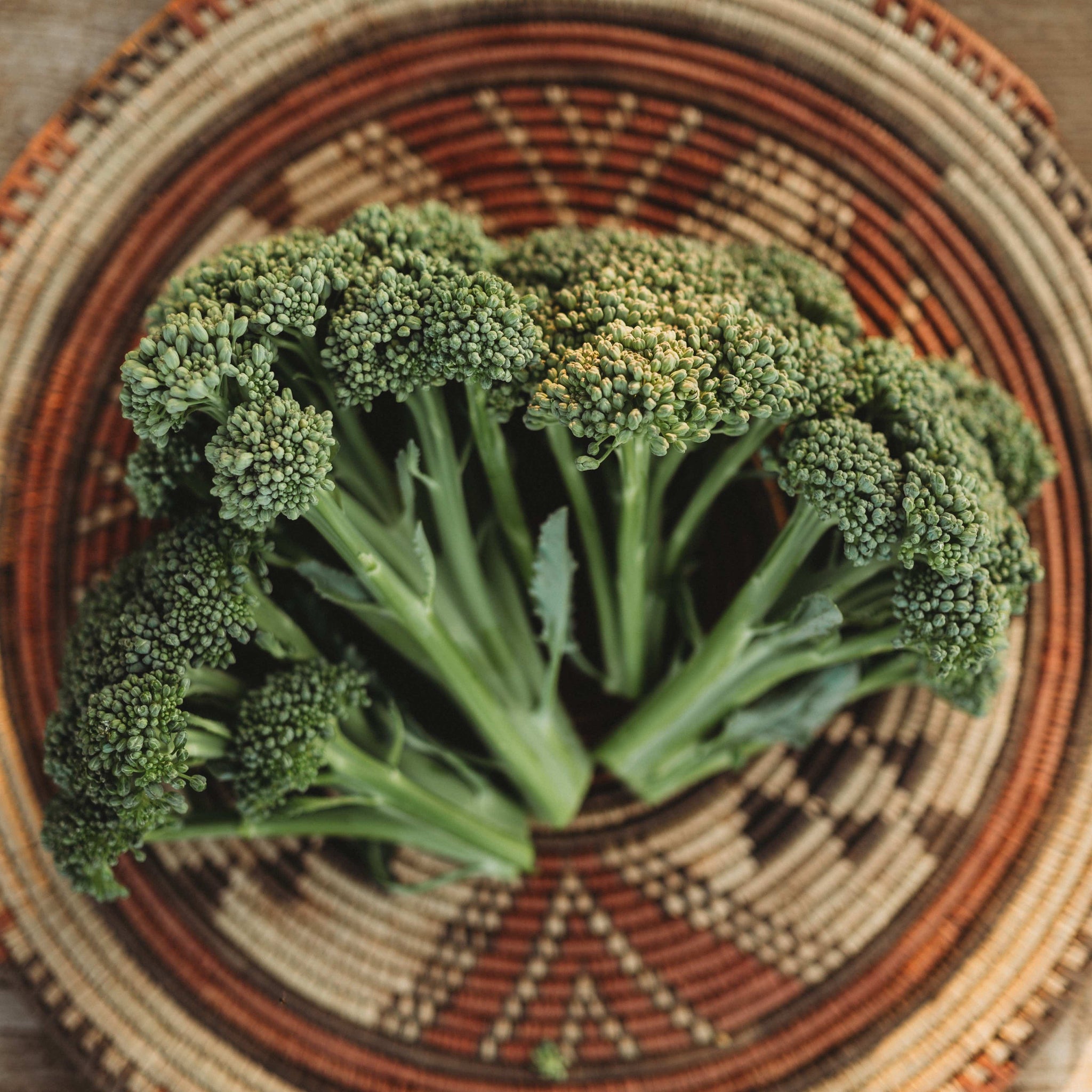 Waltham 29 Broccoli – Thresh Seed Co.
