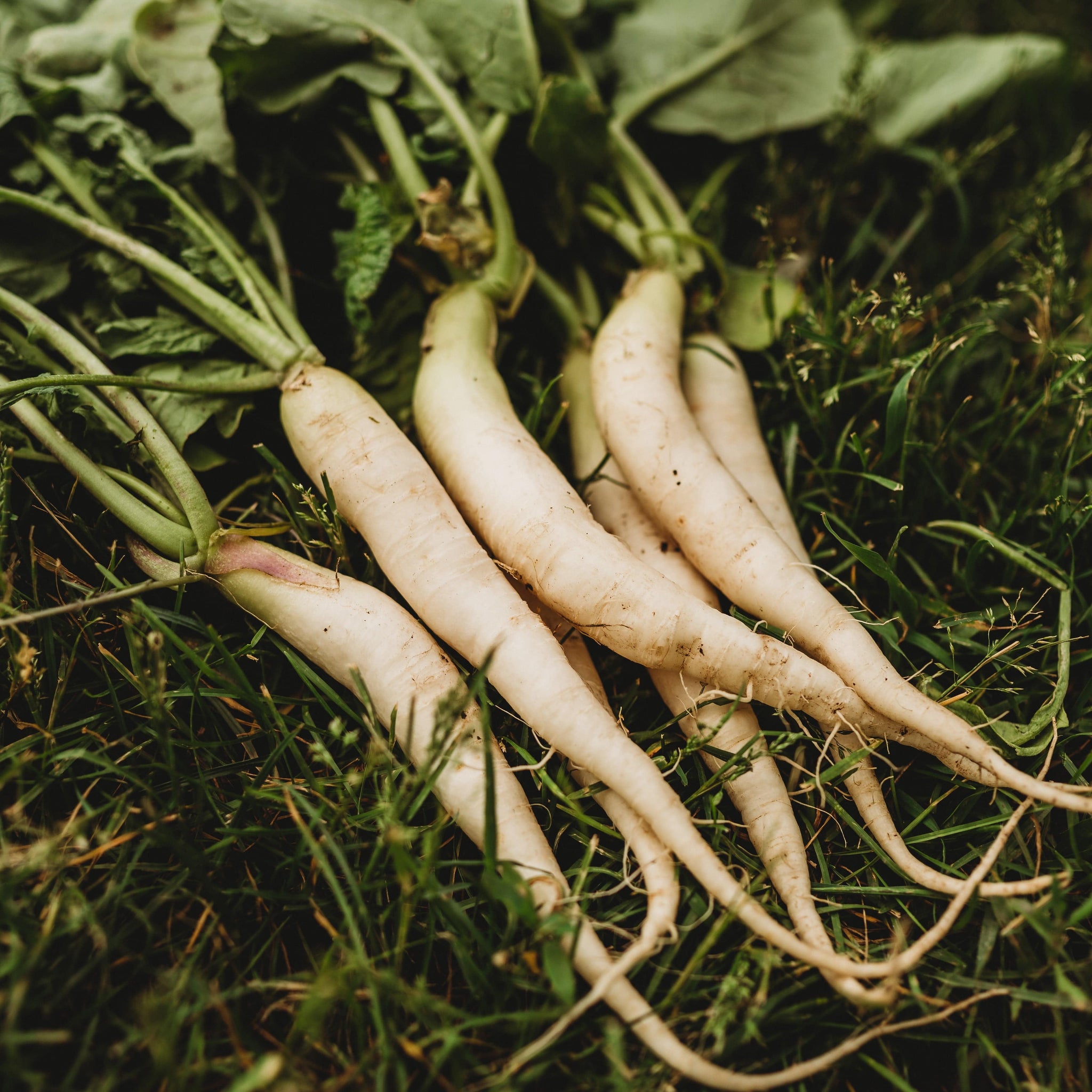White Icicle Radish - Thresh Seed Co.